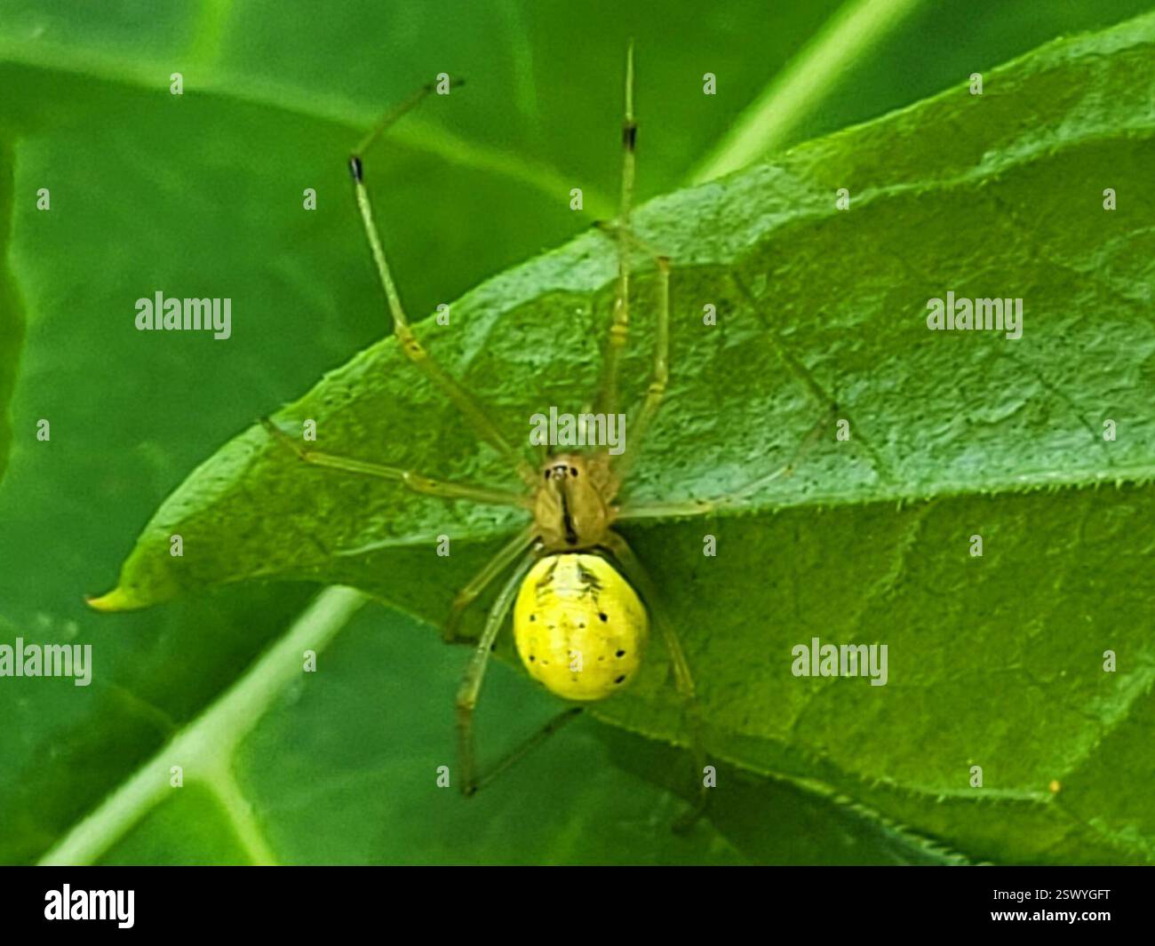 Common candy-striped spider (Enoplognatha ovata), Arachnida, 3450 ...