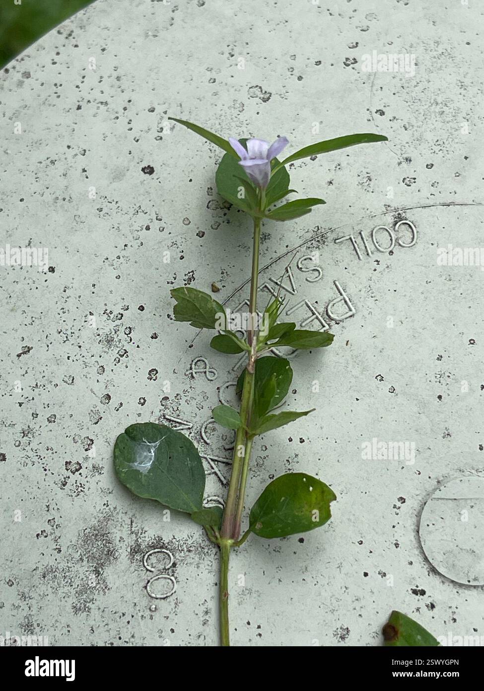 Oblongleaf snakeherb (Dyschoriste oblongifolia), Plantae, CR-155 ...