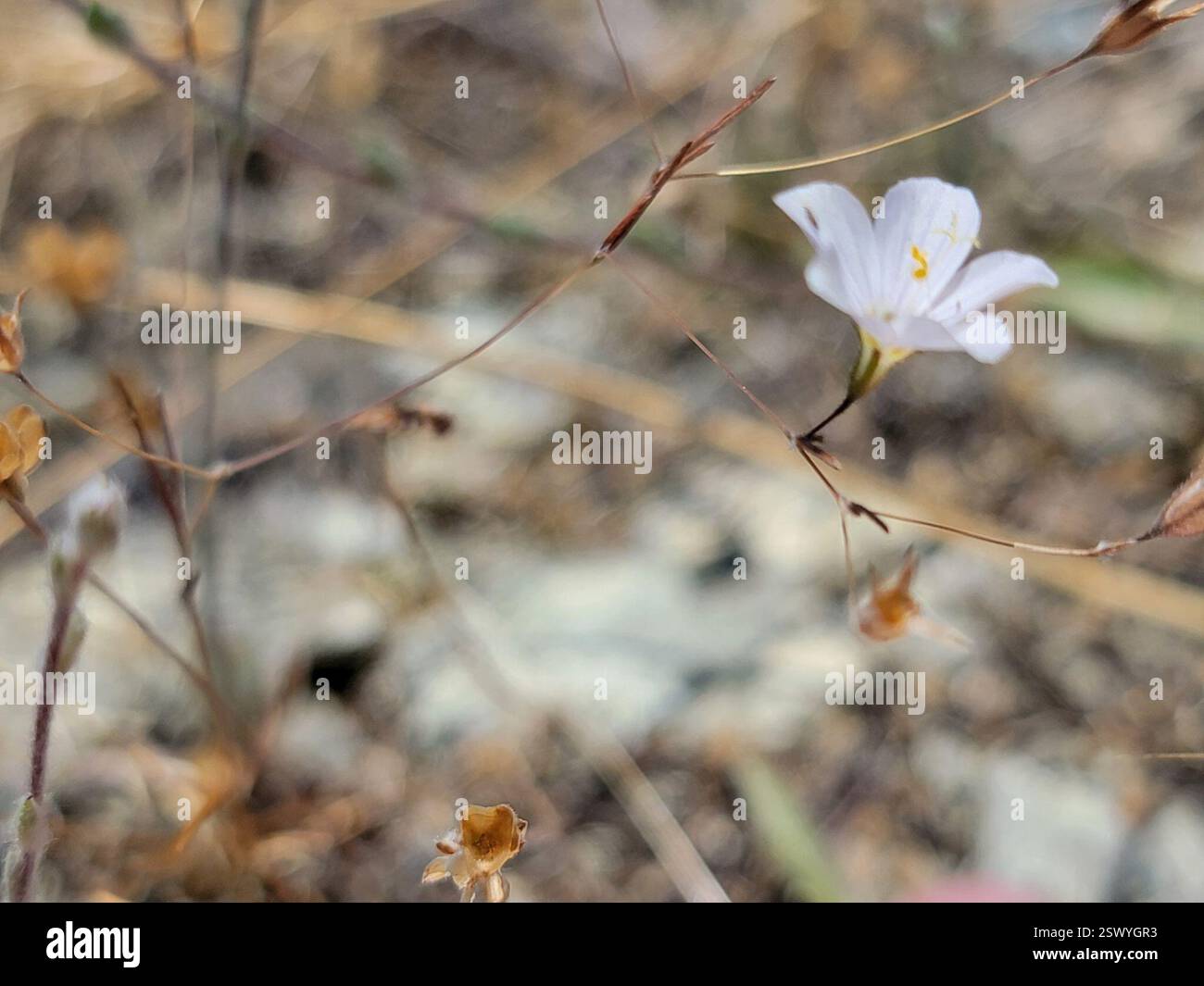 Flax-flowered Linanthus (Leptosiphon liniflorus), Plantae, Woodside ...