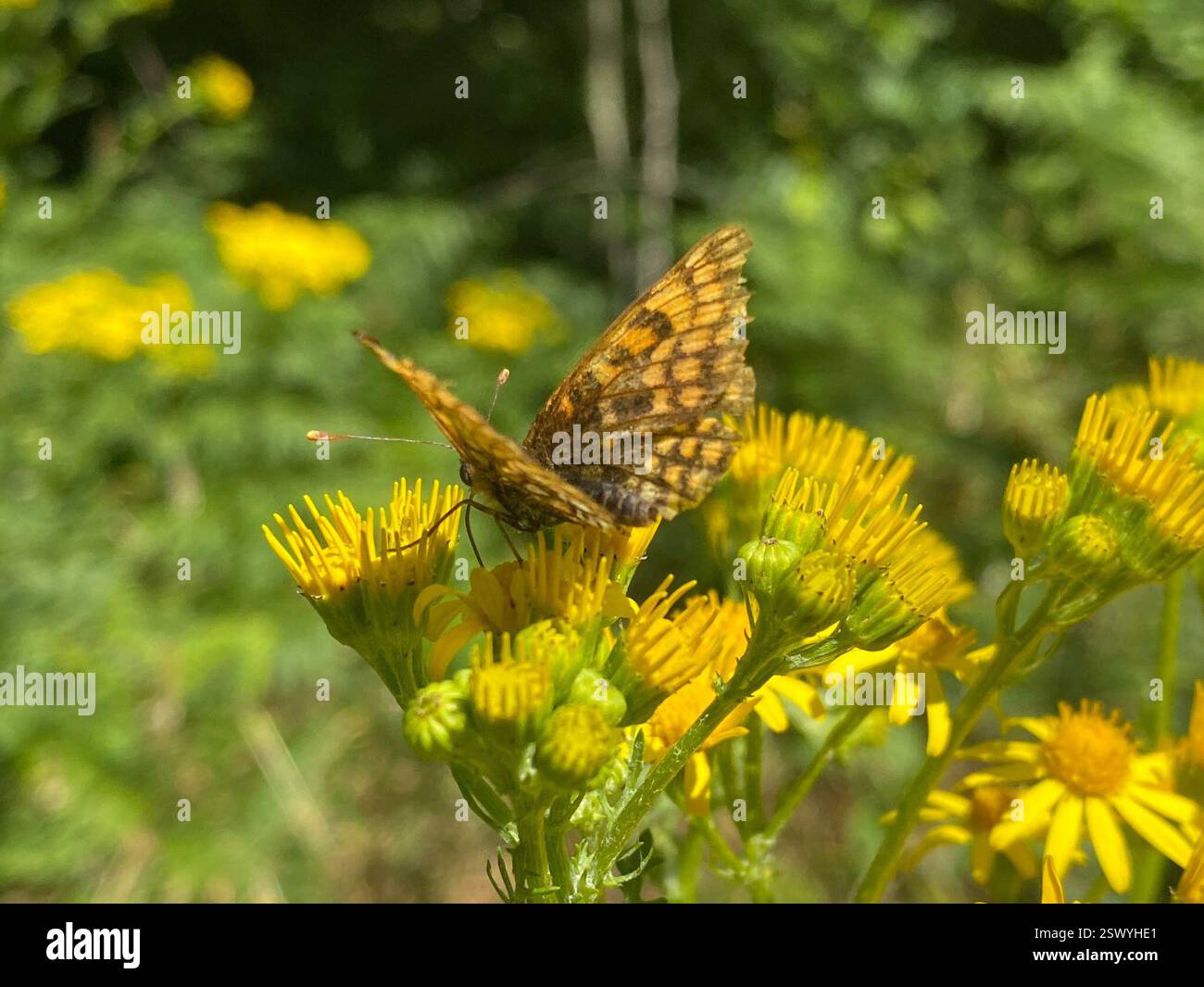 Heath Fritillary (Melitaea athalia), Insecta, Hockley Woods, Hockley ...