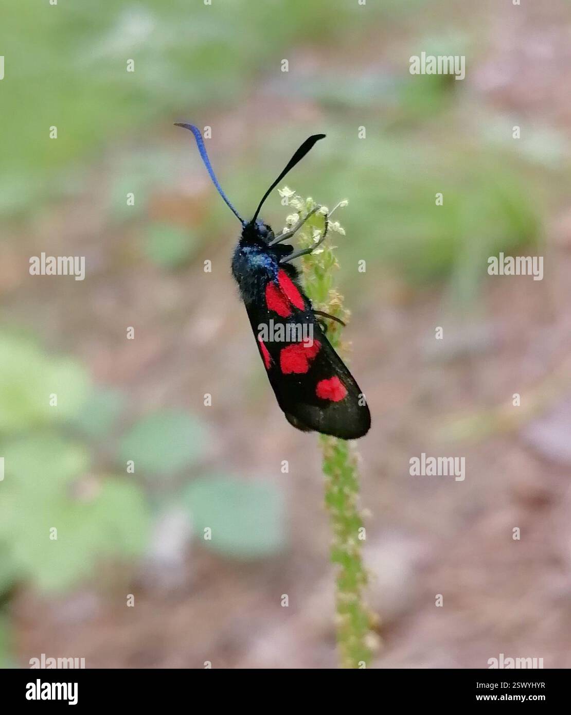 New Forest Burnet (Zygaena viciae), Insecta, Россия Stock Photo - Alamy