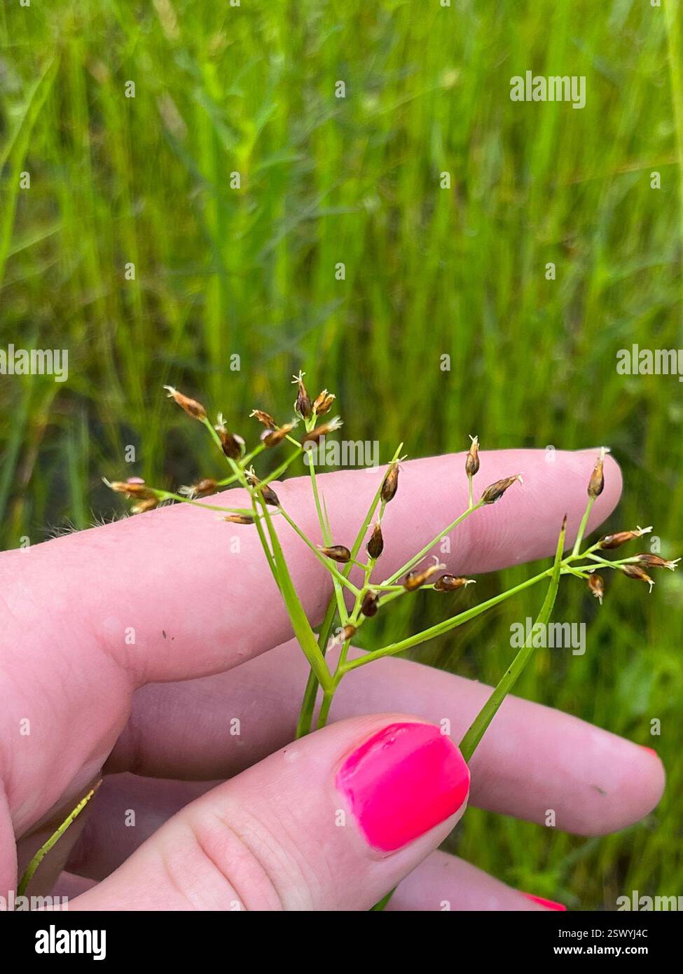 shortbeak beaksedge (Rhynchospora nitens), Plantae, Florida, US Stock ...