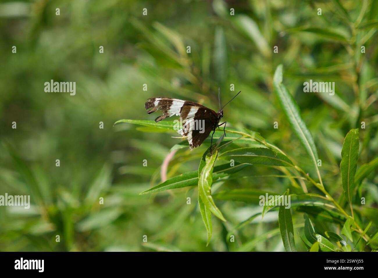 American White Admiral (Limenitis arthemis arthemis), Insecta, Polk ...