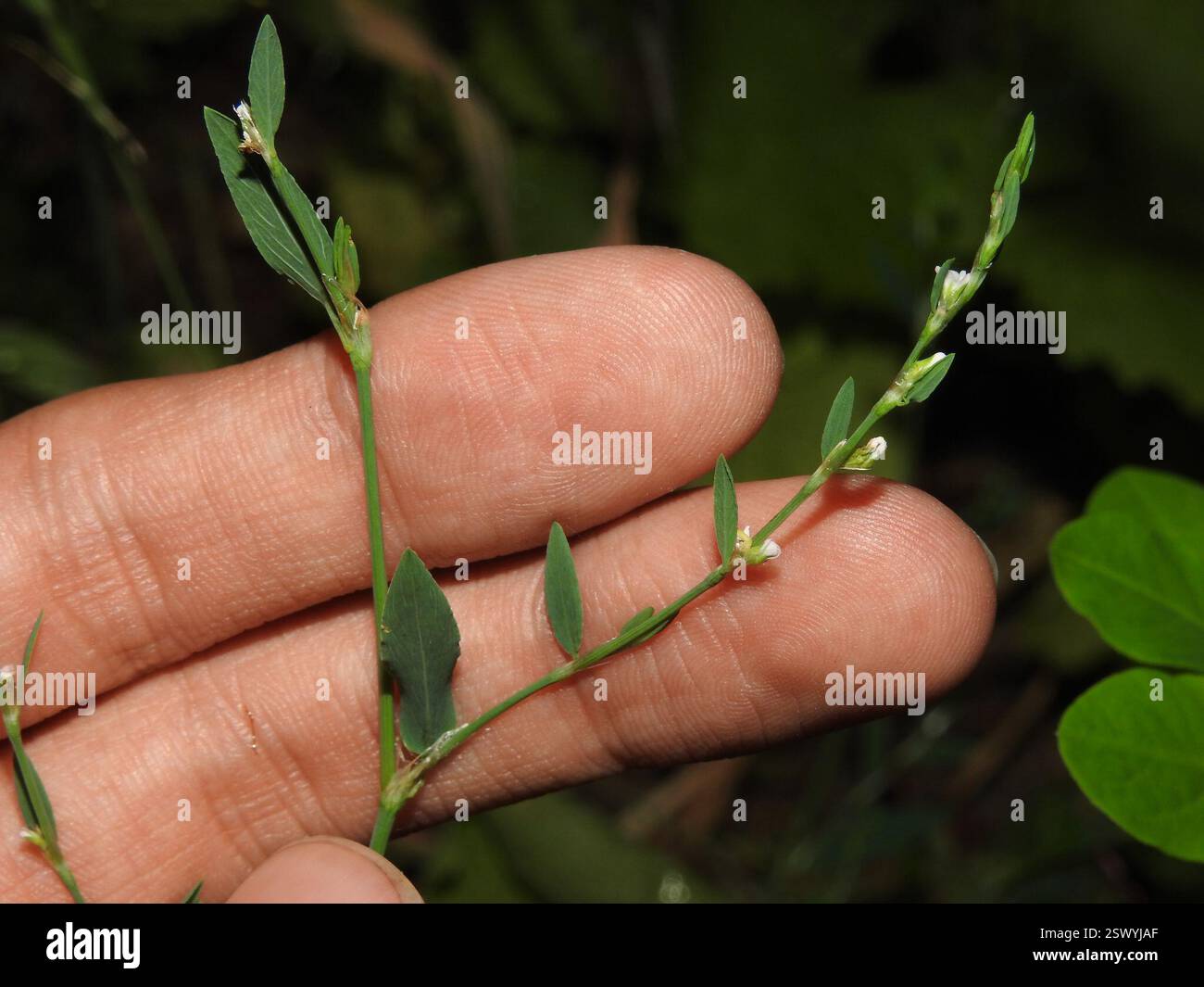 Prostrate Knotweed (Polygonum aviculare), Plantae, 68519 Viernheim ...