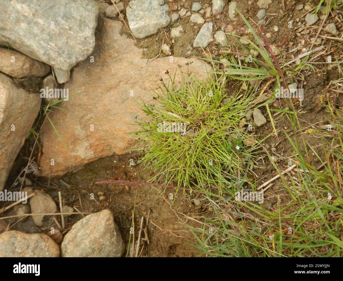 Bulbous Rush (Juncus bulbosus), Plantae, Angus Council, UK Stock Photo ...