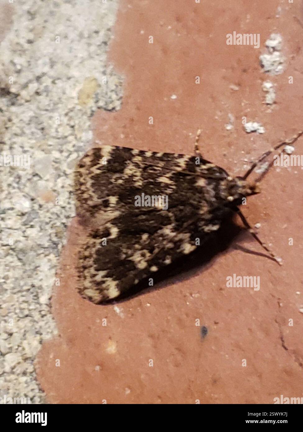 Stored grain moth (Aglossa caprealis), Insecta, Jackson Township, IN ...