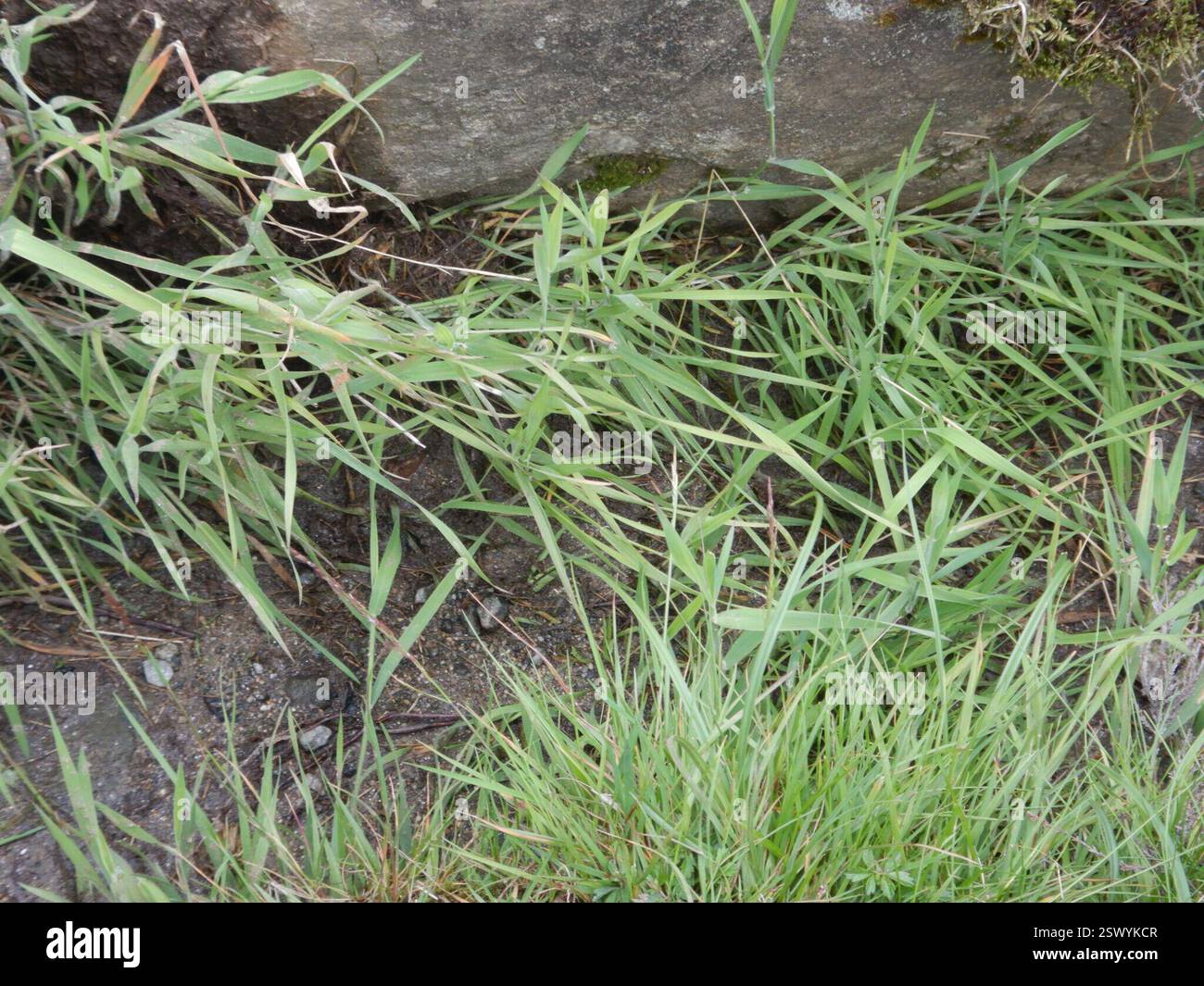 creeping velvet grass (Holcus mollis), Plantae, Angus Council, UK Stock ...