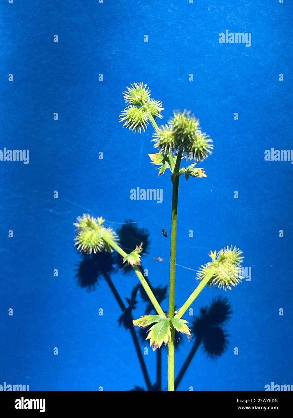 Black Snakeroot (Sanicula canadensis), Plantae, Flicker Rd, Tallahassee ...