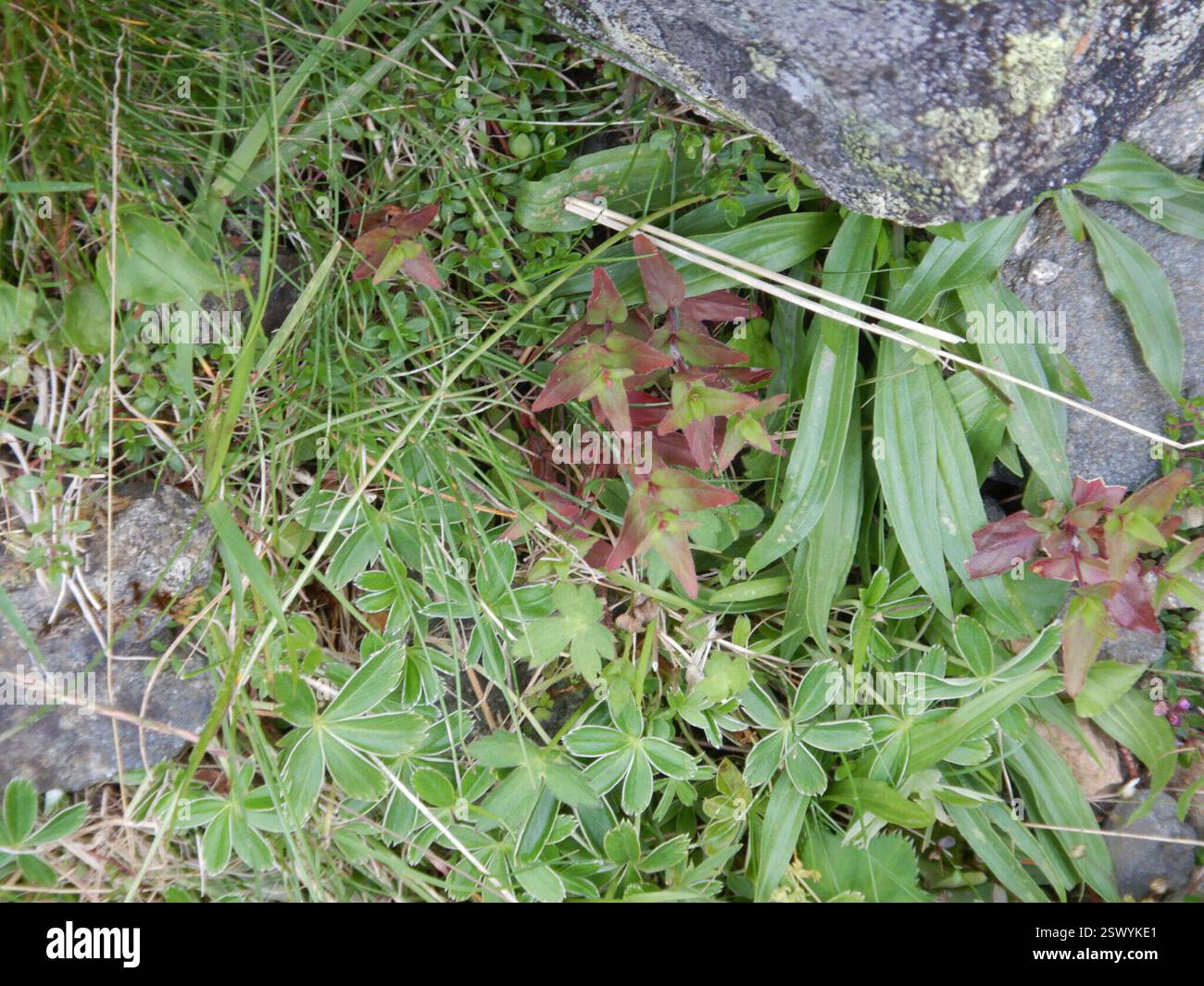 willowherbs (Epilobium), Plantae, Angus Council, UK Stock Photo - Alamy