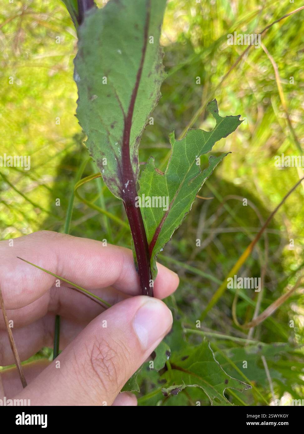 Swamp Goldenrod (Solidago patula), Plantae, Pisgah National Forest ...