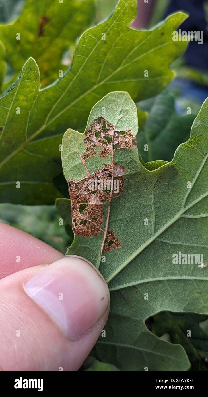 Common Bagworm Moth (Psyche casta), Insecta, Enfield EN2, UK, On ...