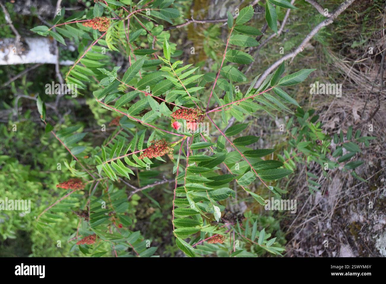 smooth sumac (Rhus glabra), Plantae, Powerview, Powerview-Pine Falls ...