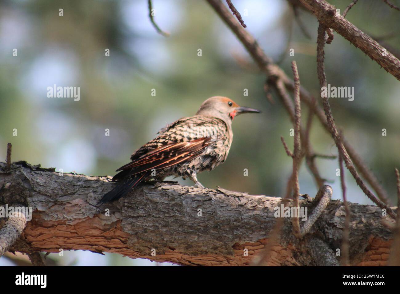 Northern Flicker (Colaptes auratus), Aves, Thompson Rivers University ...