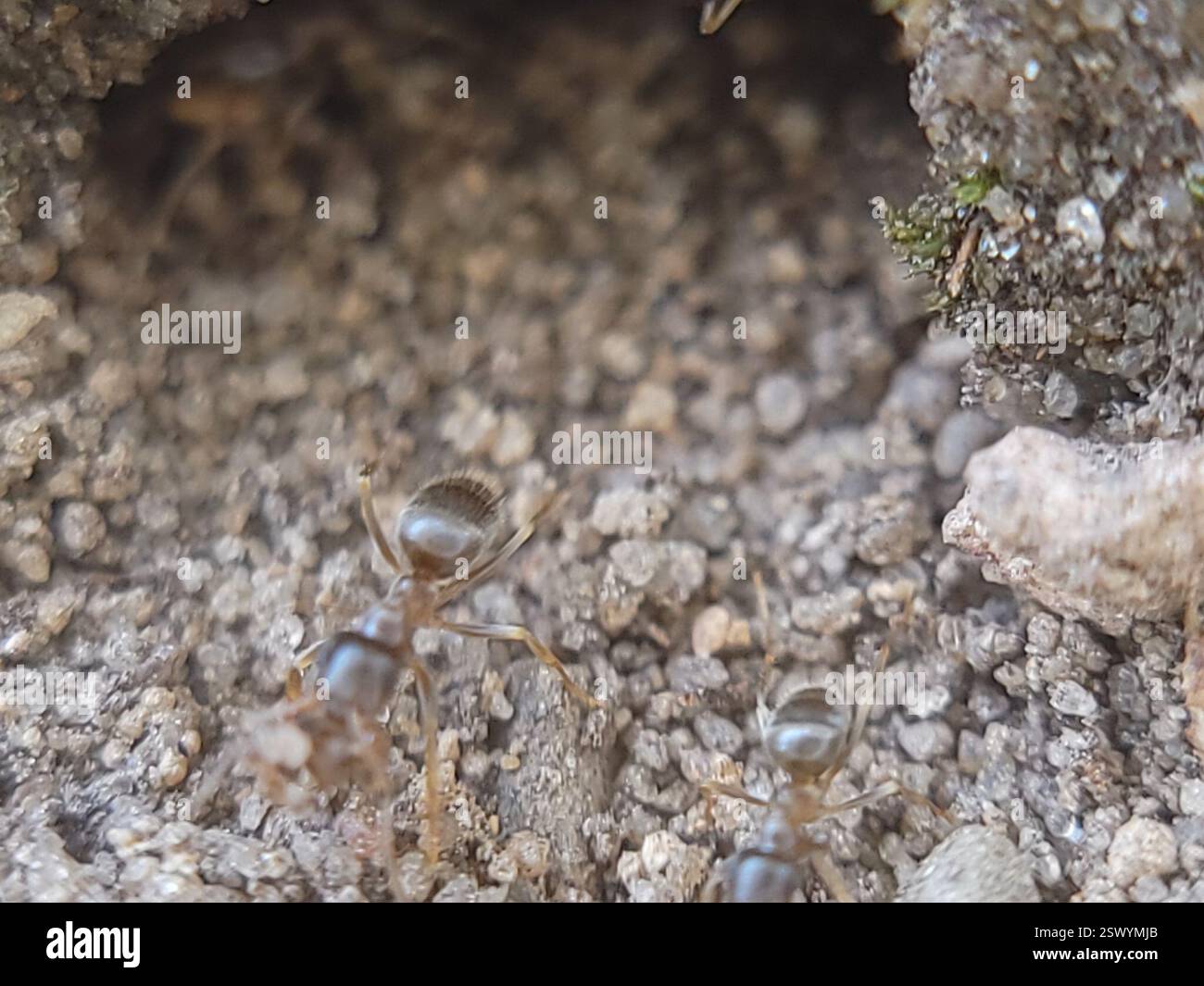 Turfgrass Ant (Lasius neoniger), Insecta, Sleeping Bear Dunes National ...