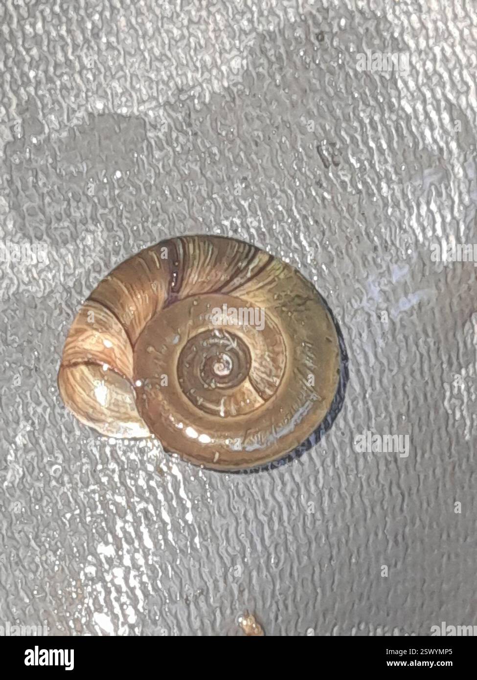 Margined Ram's-horn (Planorbis planorbis), Mollusca, Zsámbok, 2116 ...