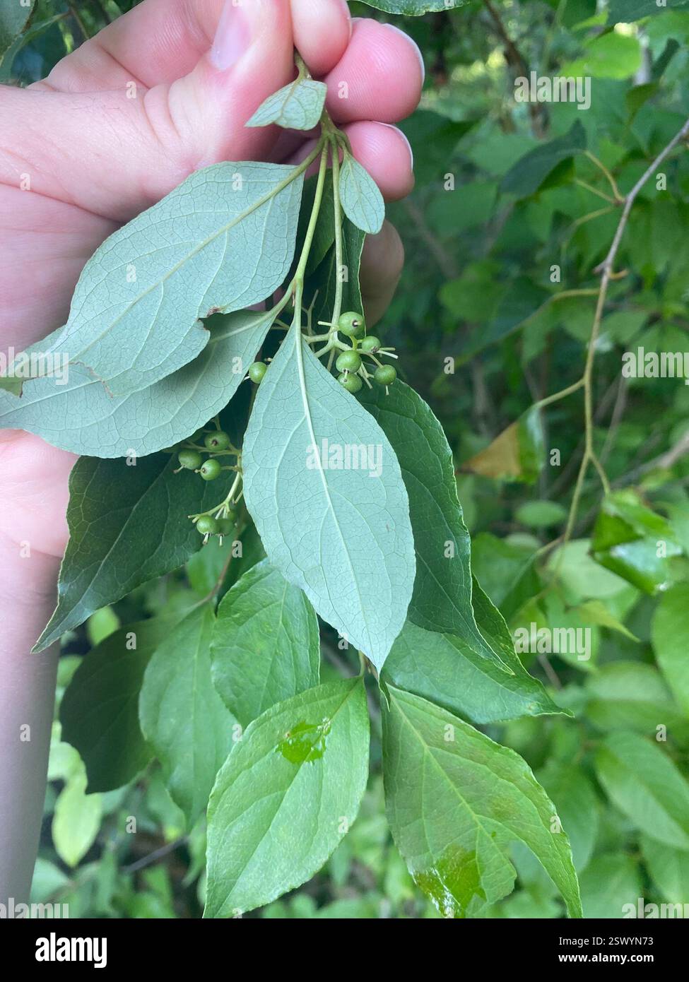 gray dogwood (Cornus racemosa), Plantae, Air Line State Park Trail ...