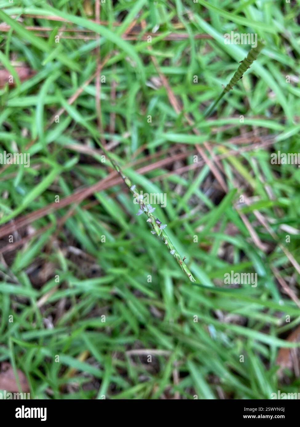 Centipede Grass (Eremochloa ophiuroides), Plantae, NW 18th Ave ...