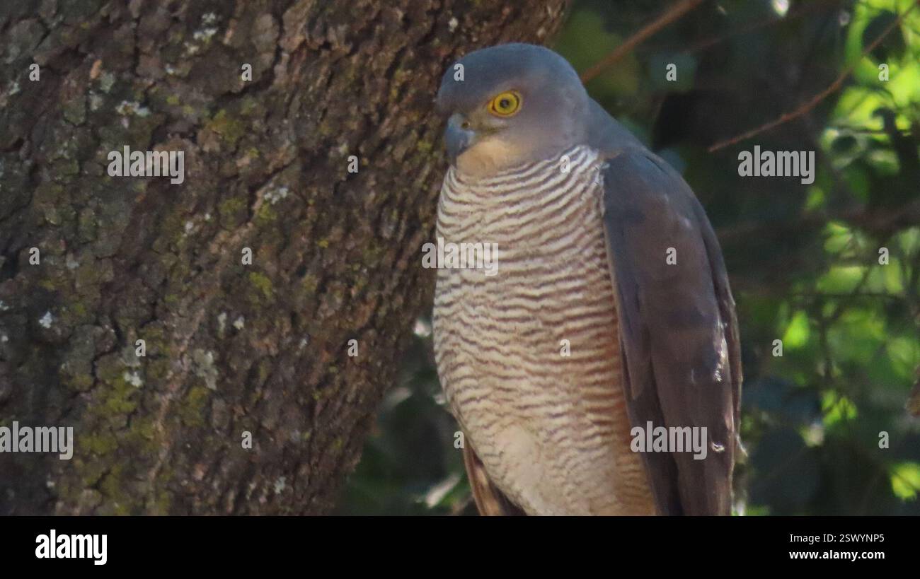 African Goshawk (Aerospiza tachiro), Aves, Thaba Chweu Local ...