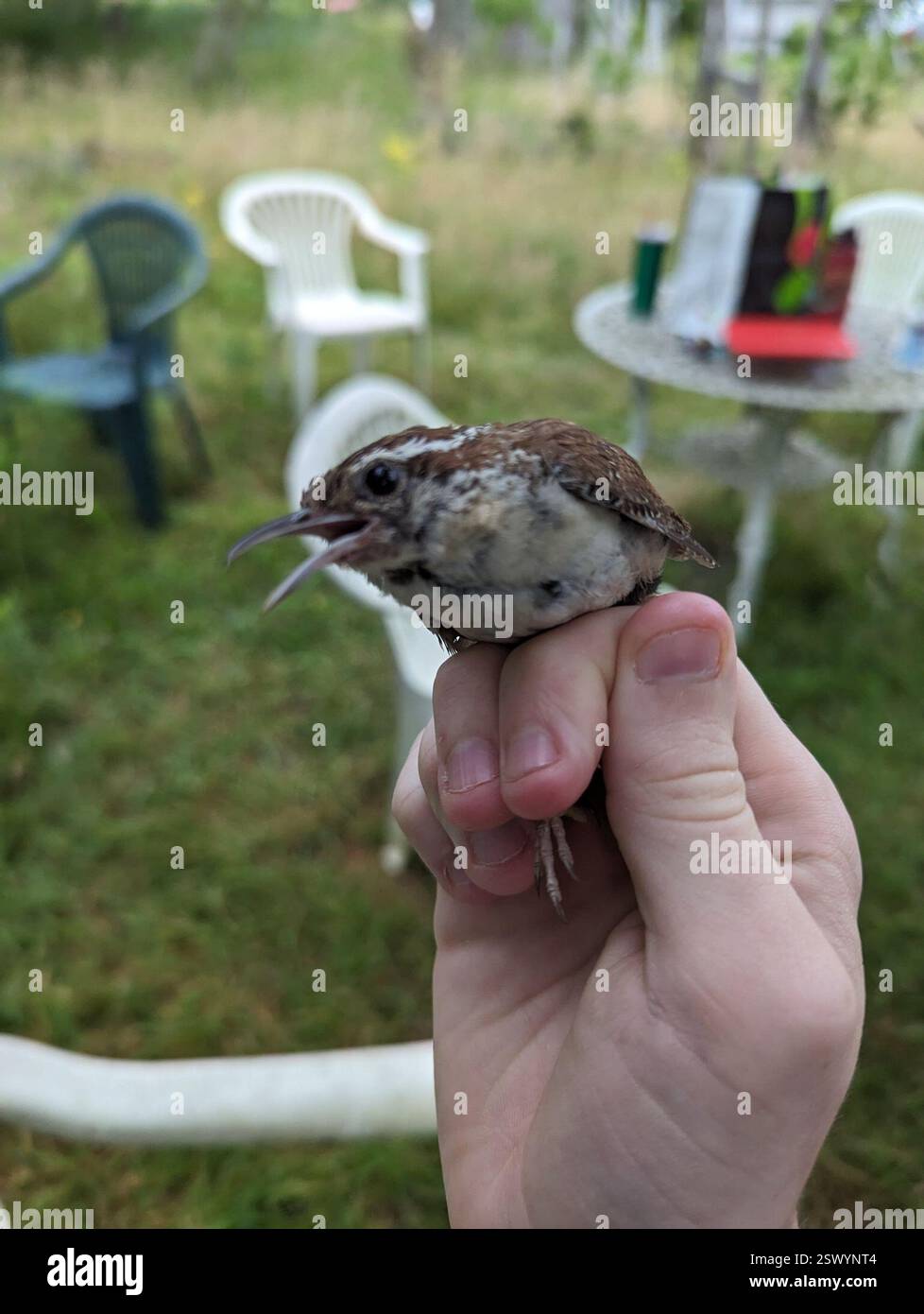 Carolina Wren (Thryothorus ludovicianus), Aves, Warren's Landing Road ...