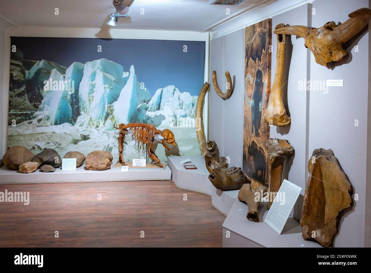 RYBINSK, RUSSIA - JANUARY 05, 2025: Exposition with bones of ...