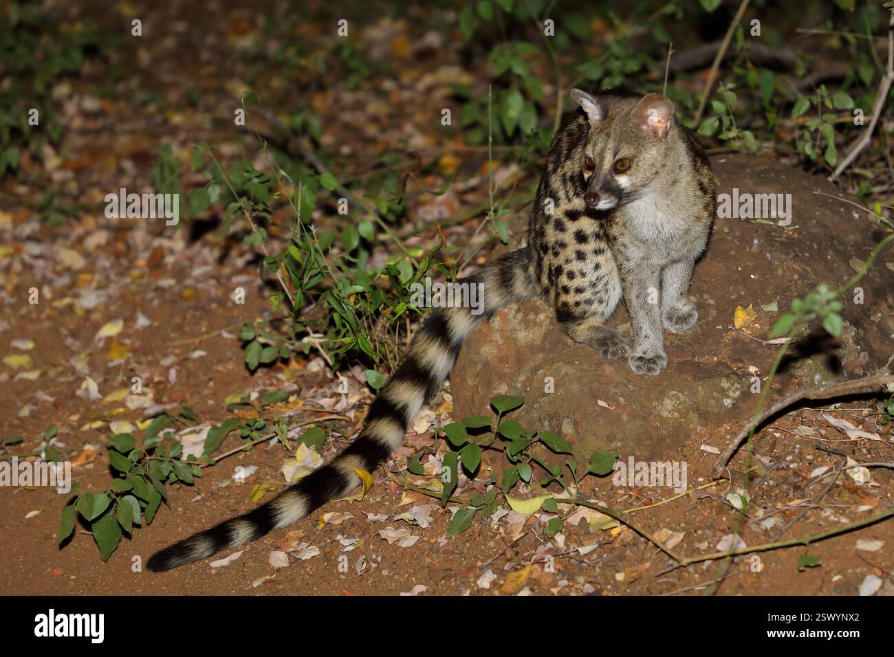 Südliche Großfleck-Ginsterkatze / South African large-spotted genet ...