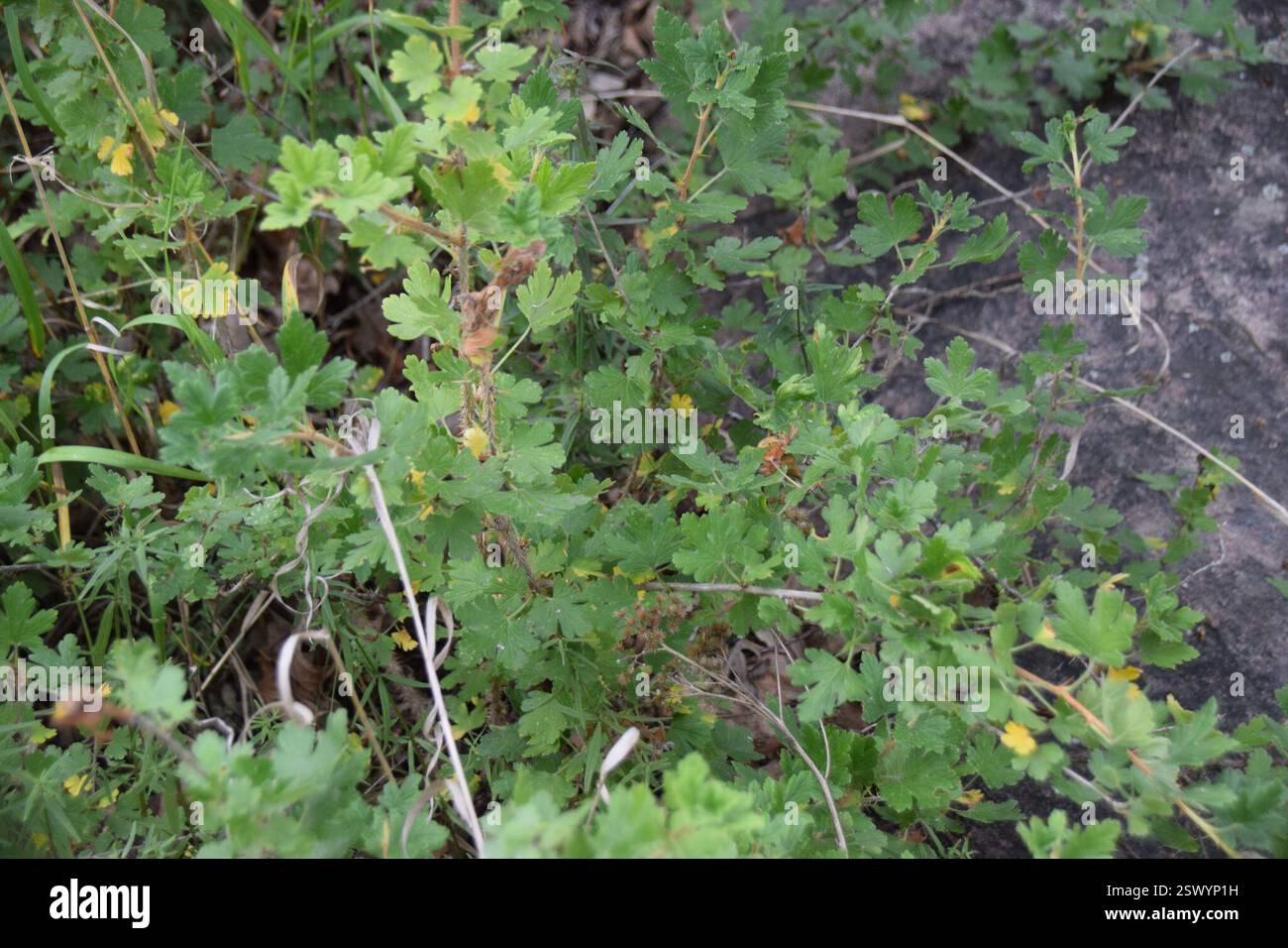 Canadian gooseberry (Ribes oxyacanthoides), Plantae, Powerview ...
