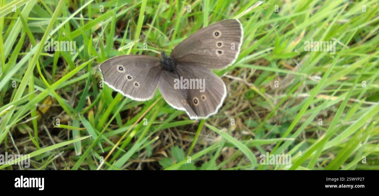 Ringlet (Aphantopus hyperantus), Insecta, Carno, Caersws SY17 5JS, UK ...
