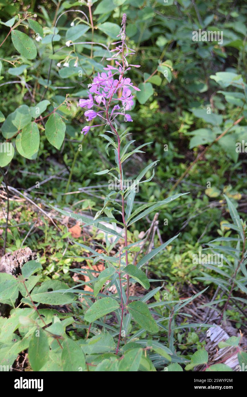 fireweed (Chamaenerion angustifolium), Plantae, Powerview, Powerview ...