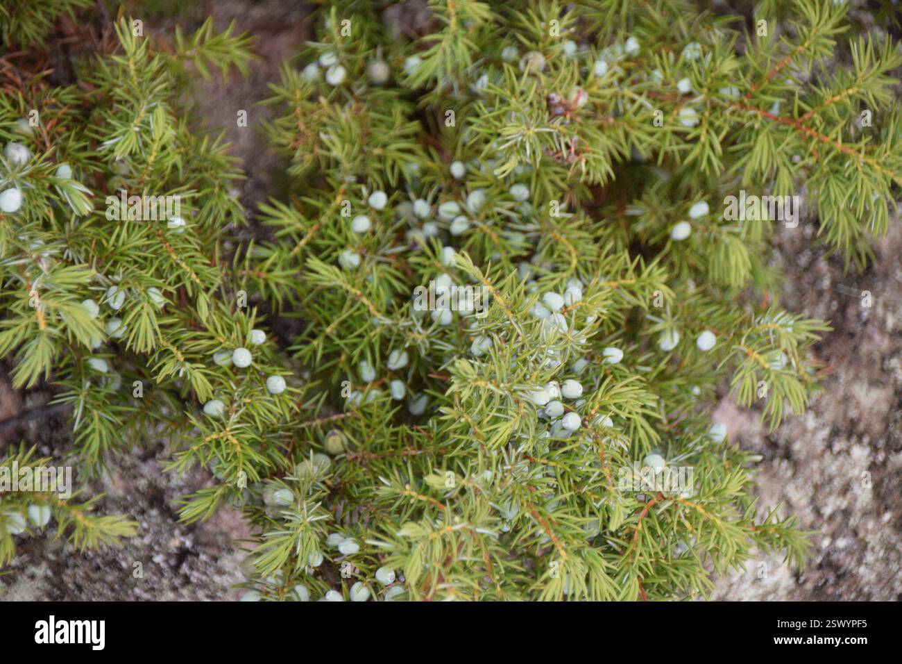 common juniper (Juniperus communis), Plantae, Powerview, Powerview-Pine ...