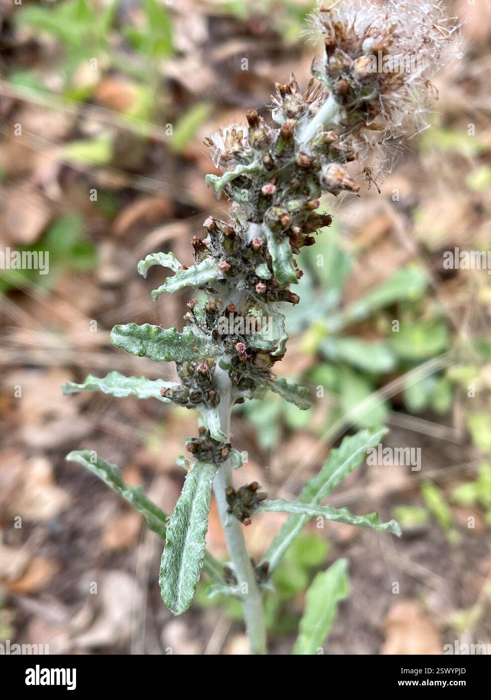 featherweed (Gamochaeta ustulata), Plantae, Los Padres National Forest ...