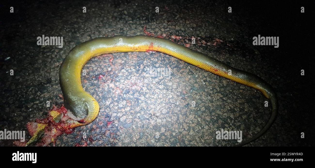 Water Python (Liasis fuscus), Reptilia, Humpty Doo NT 0836, Australia ...