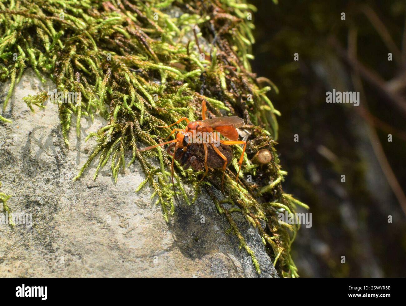 Spider Wasps, Velvet Ants, and Allies (Pompiloidea), Insecta ...