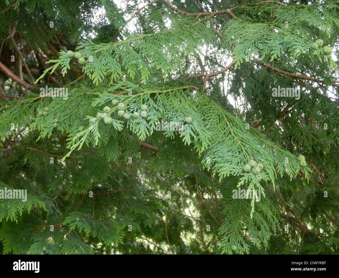 Lawson's cypress (Chamaecyparis lawsoniana), Plantae, Angus Council, UK ...