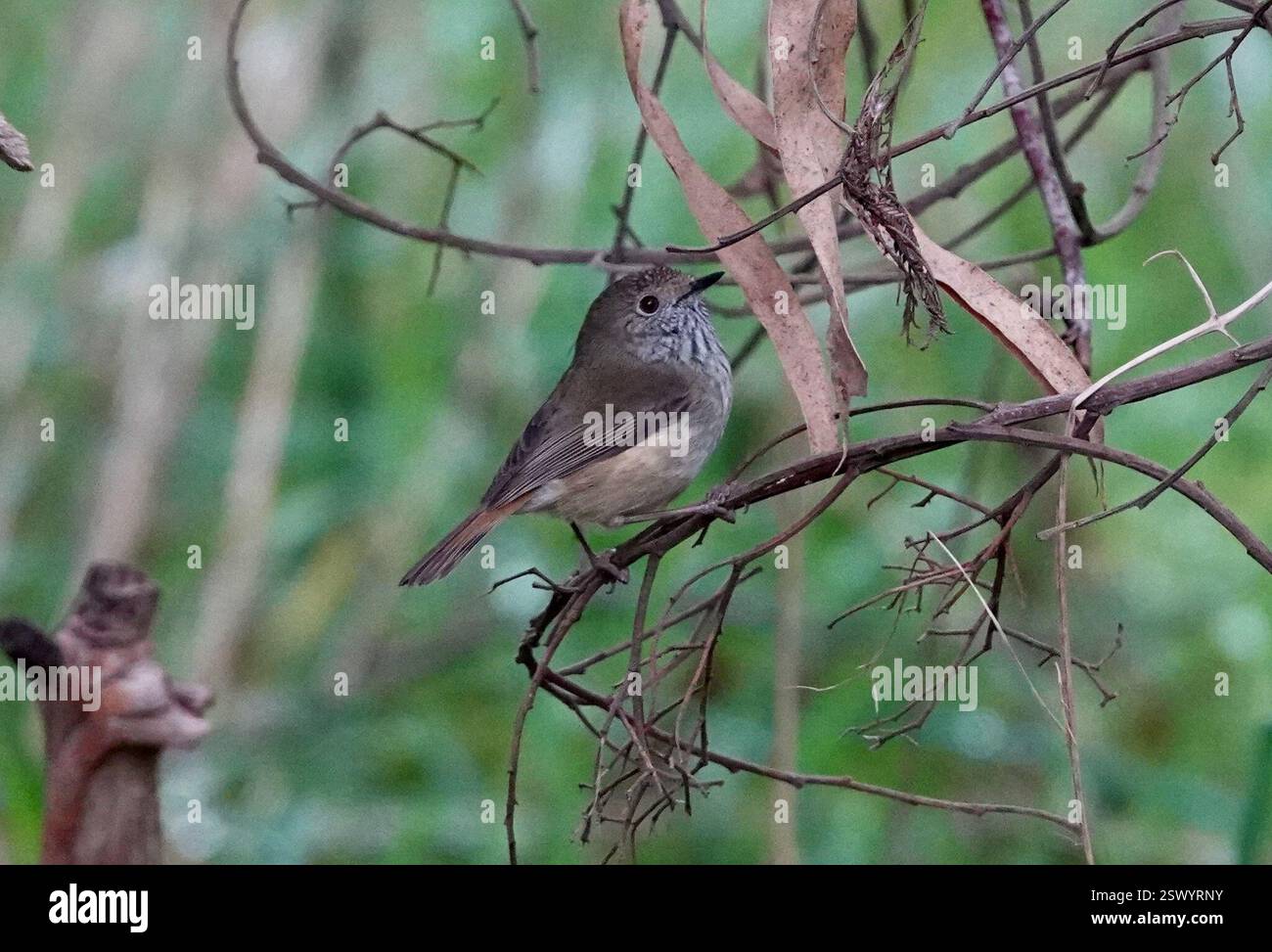 Brown Thornbill (Acanthiza pusilla), Aves, Jells Park, Wheelers Hill ...