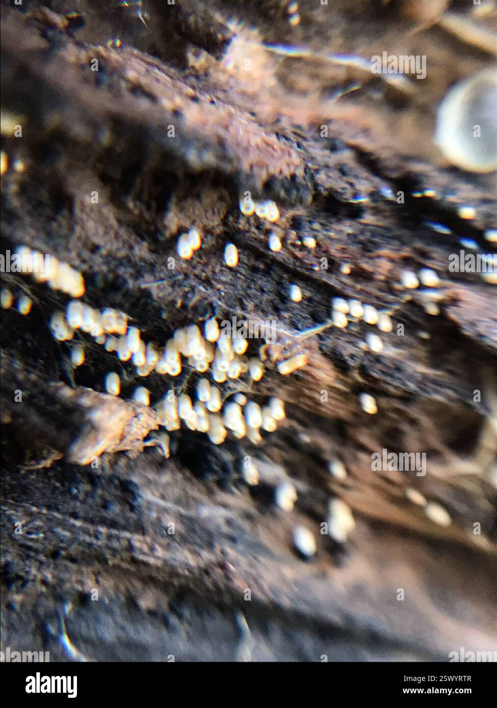 white tubelet (Henningsomyces candidus), Fungi, San Fernando, Provincia ...