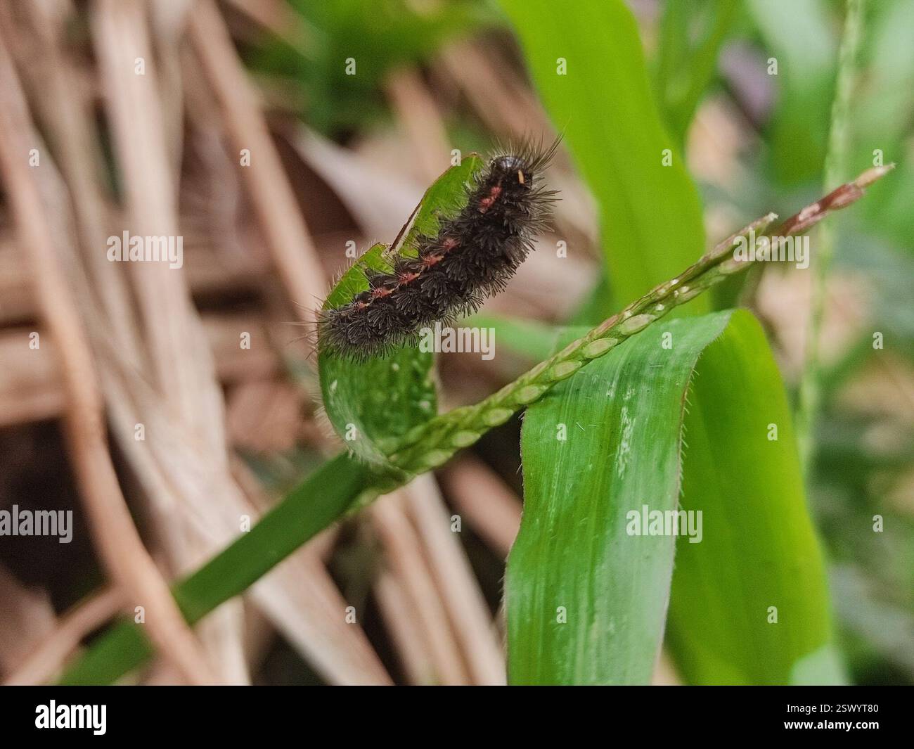 Tiger Moths and Allies (Arctiinae), Insecta, Kerala, India Stock Photo ...