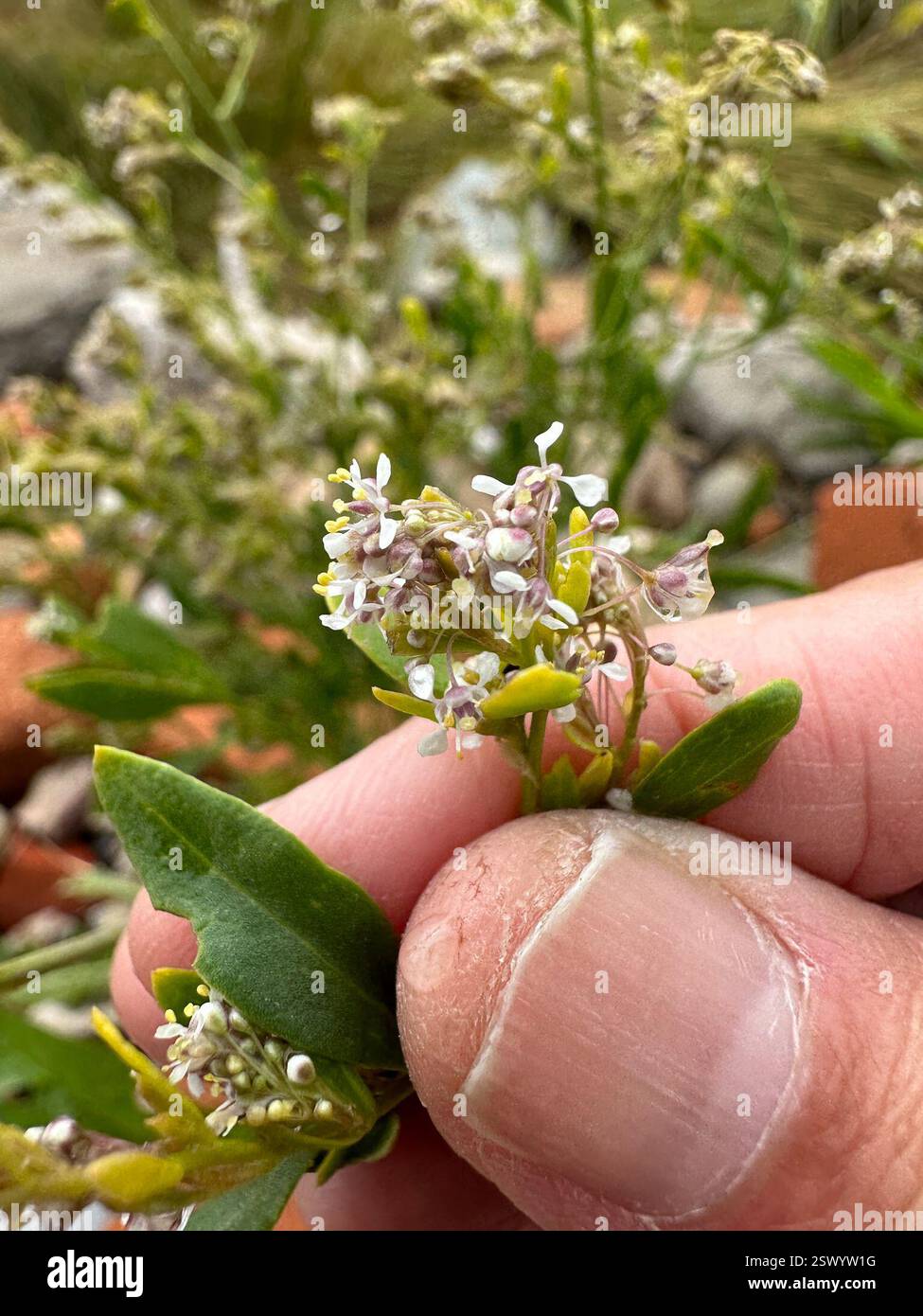 broadleaved pepperweed (Lepidium latifolium), Plantae, Rumney Community ...