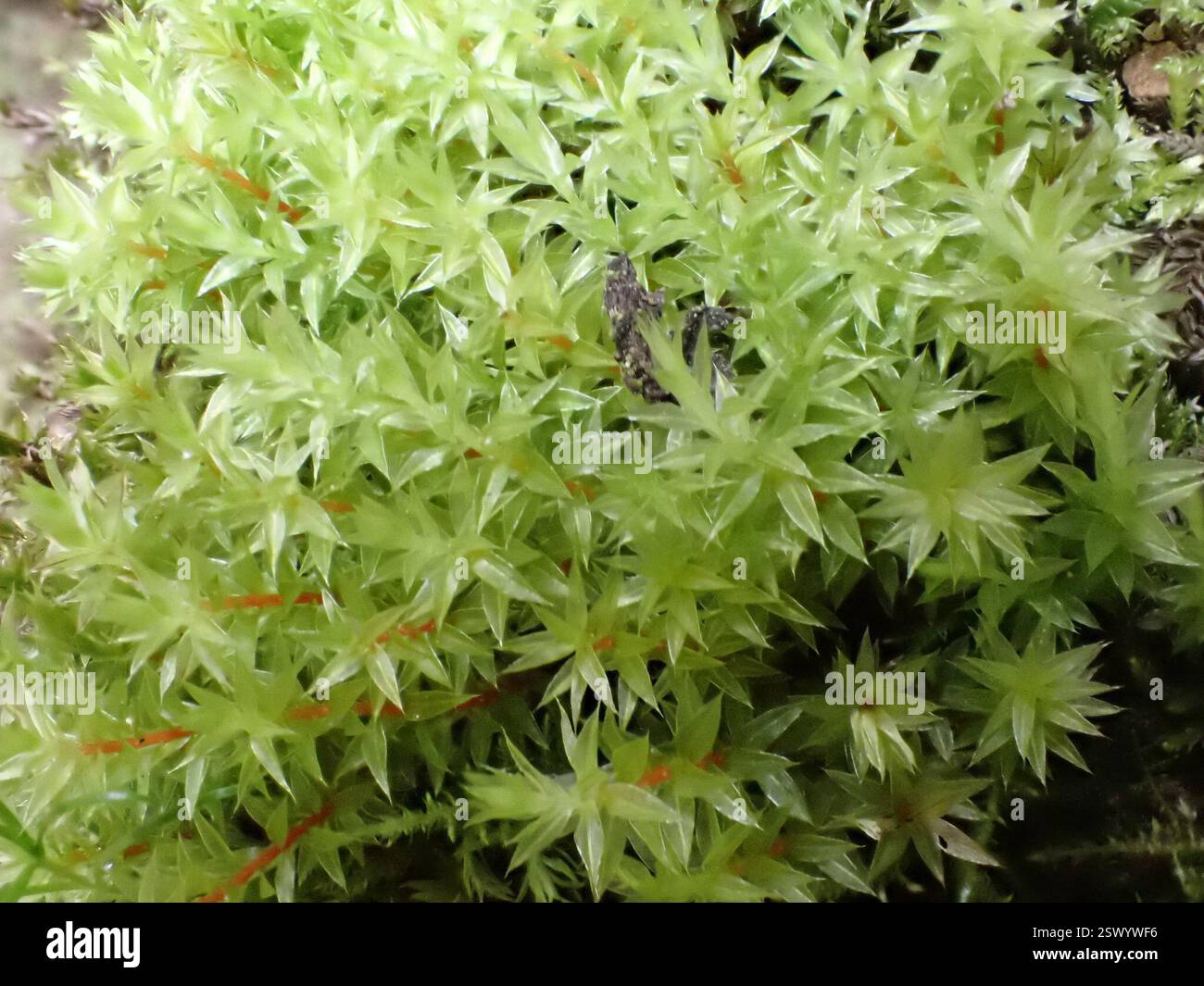 Long-leaved Thread Moss (Ptychostomum pseudotriquetrum), Plantae, North ...