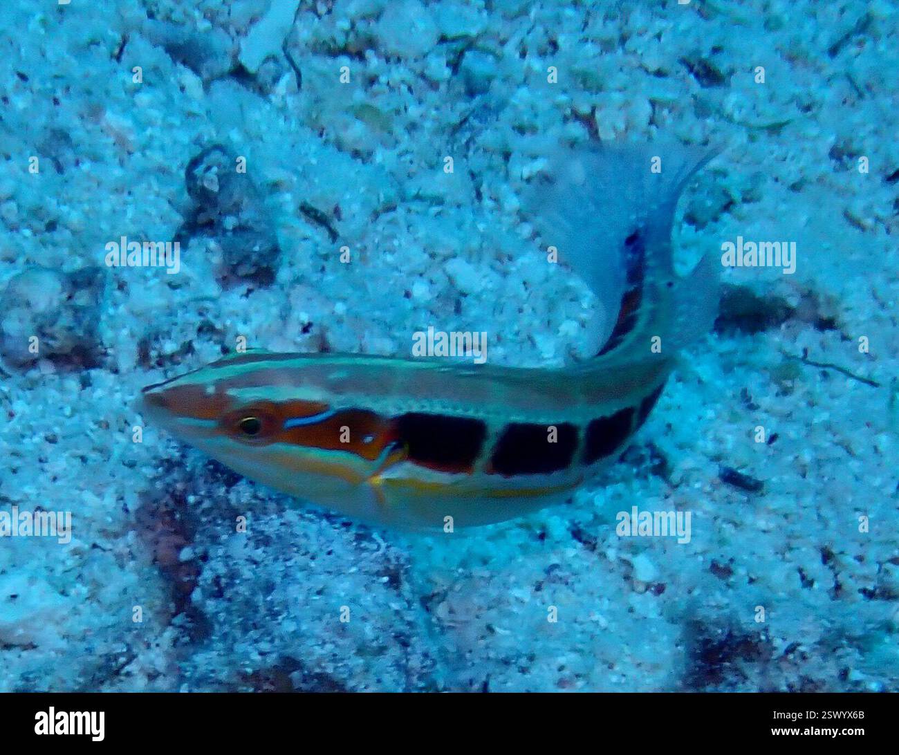 Spot-tail Wrasse (Coris caudimacula), Actinopterygii, Red Sea, Red Sea ...