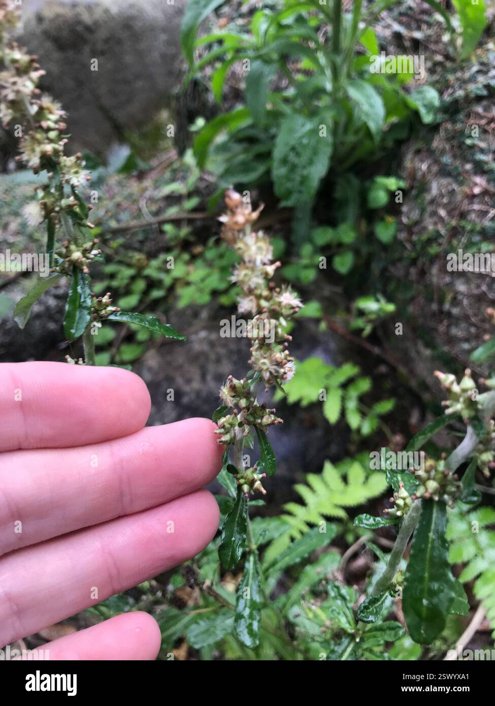 Elegant Cudweed (Gamochaeta impatiens), Plantae, Satochosato ...