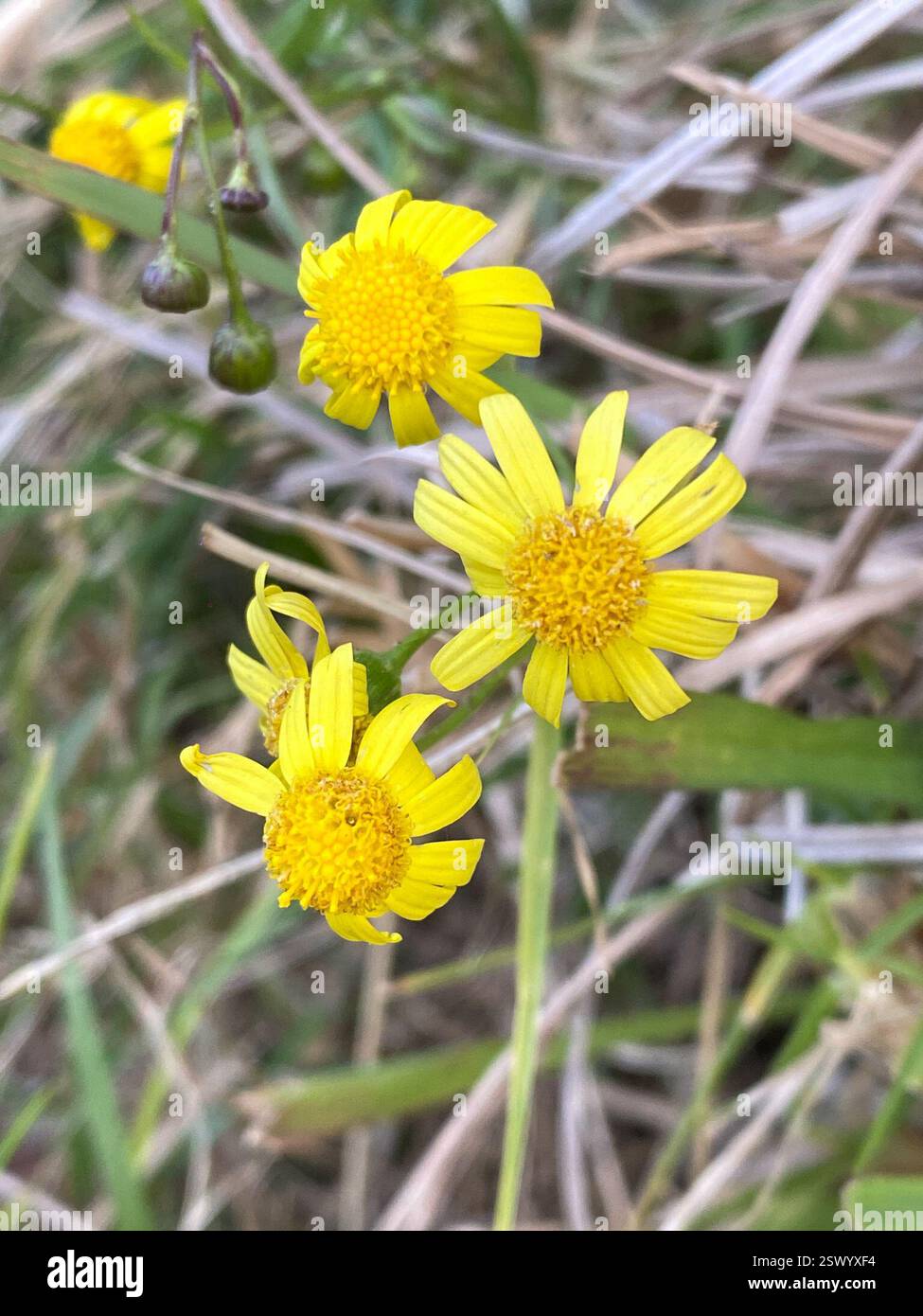 Madagascar Ragwort (Senecio madagascariensis), Plantae, Beaudesert - Pt ...