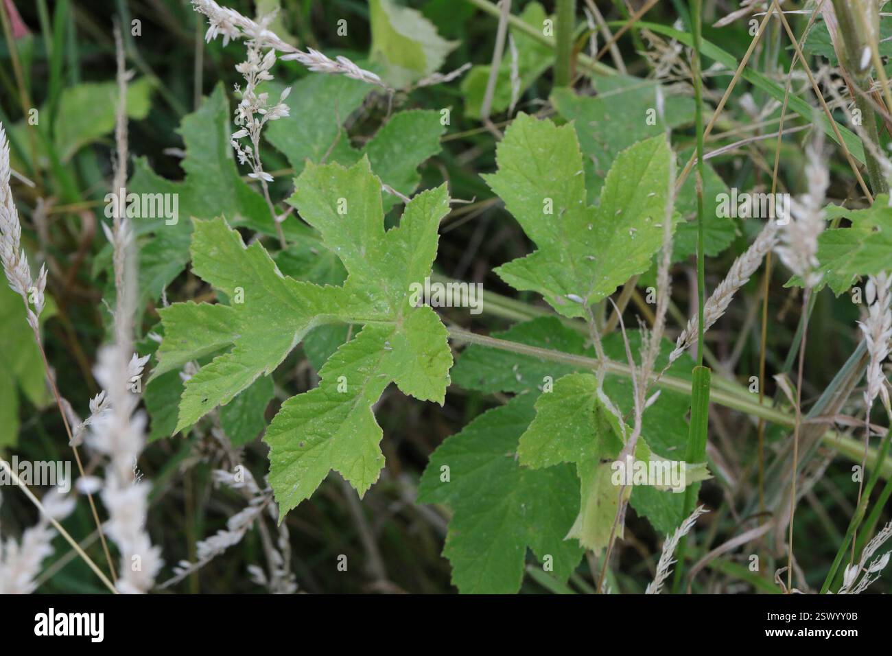 hogweed (Heracleum sphondylium), Plantae, Pickerings Pasture, Mersey ...