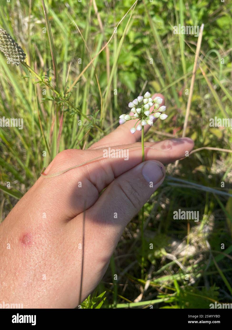 Prairie Onion (Allium stellatum), Plantae, US-12, Murdock, MN, US Stock ...