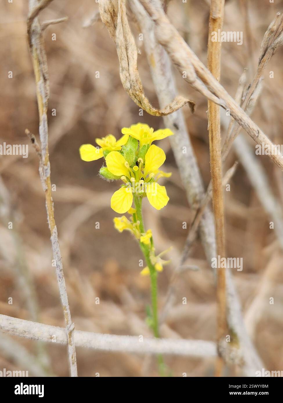 Shortpod Mustard (Hirschfeldia incana), Plantae, MONARCH BAY, CA 92629 ...