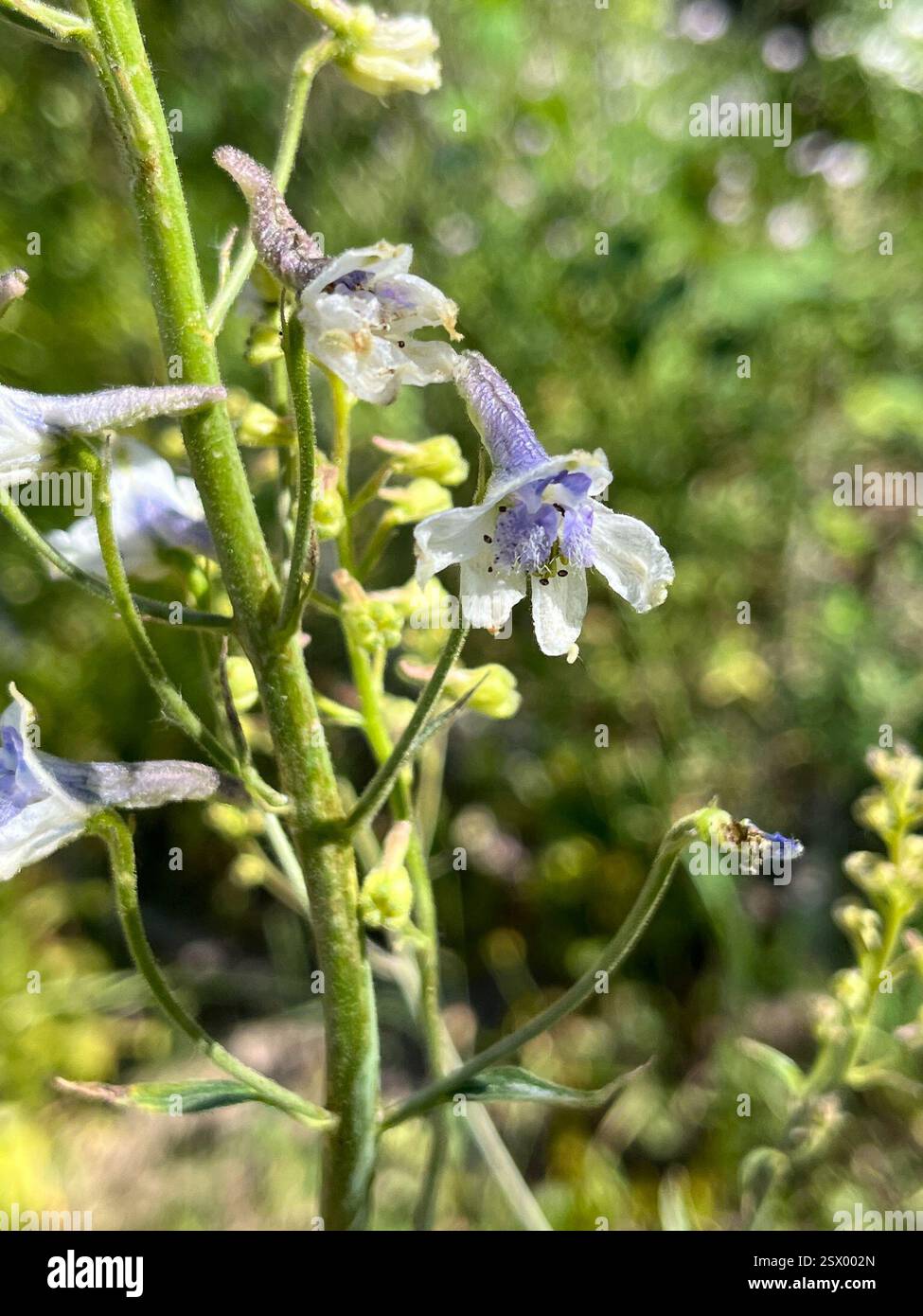 Subalpine Larkspur (Delphinium occidentale), Plantae, Twin Falls County ...