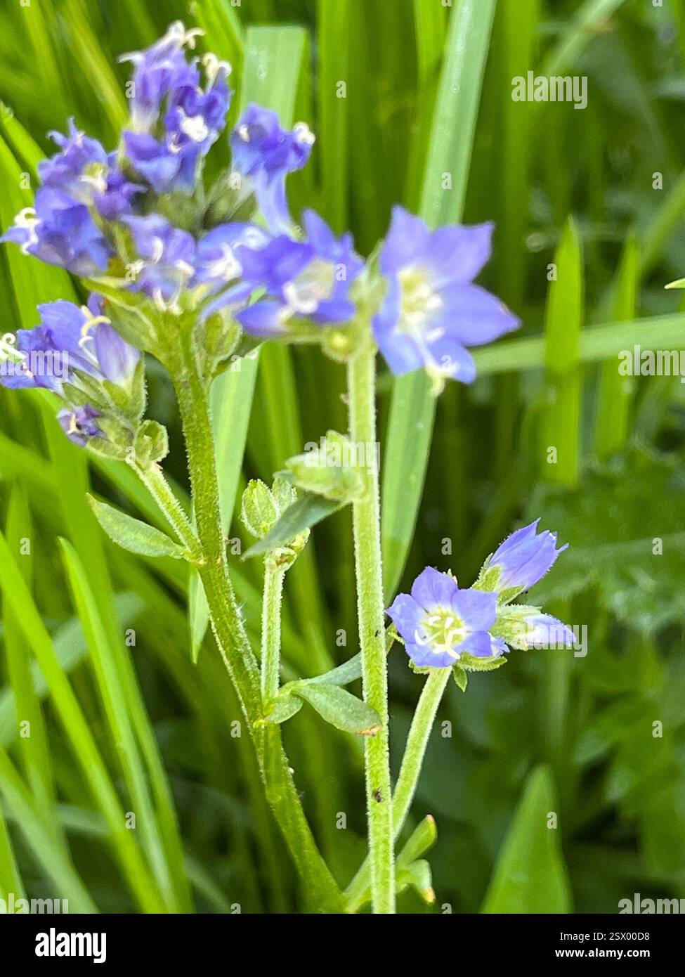 western Jacob's ladder (Polemonium occidentale), Plantae, Twin Falls ...