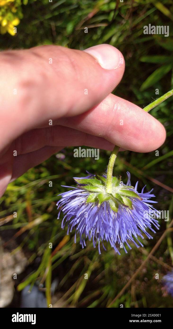Sheep's-bit (Jasione montana), Plantae, Mérens-les-Vals, France Stock ...