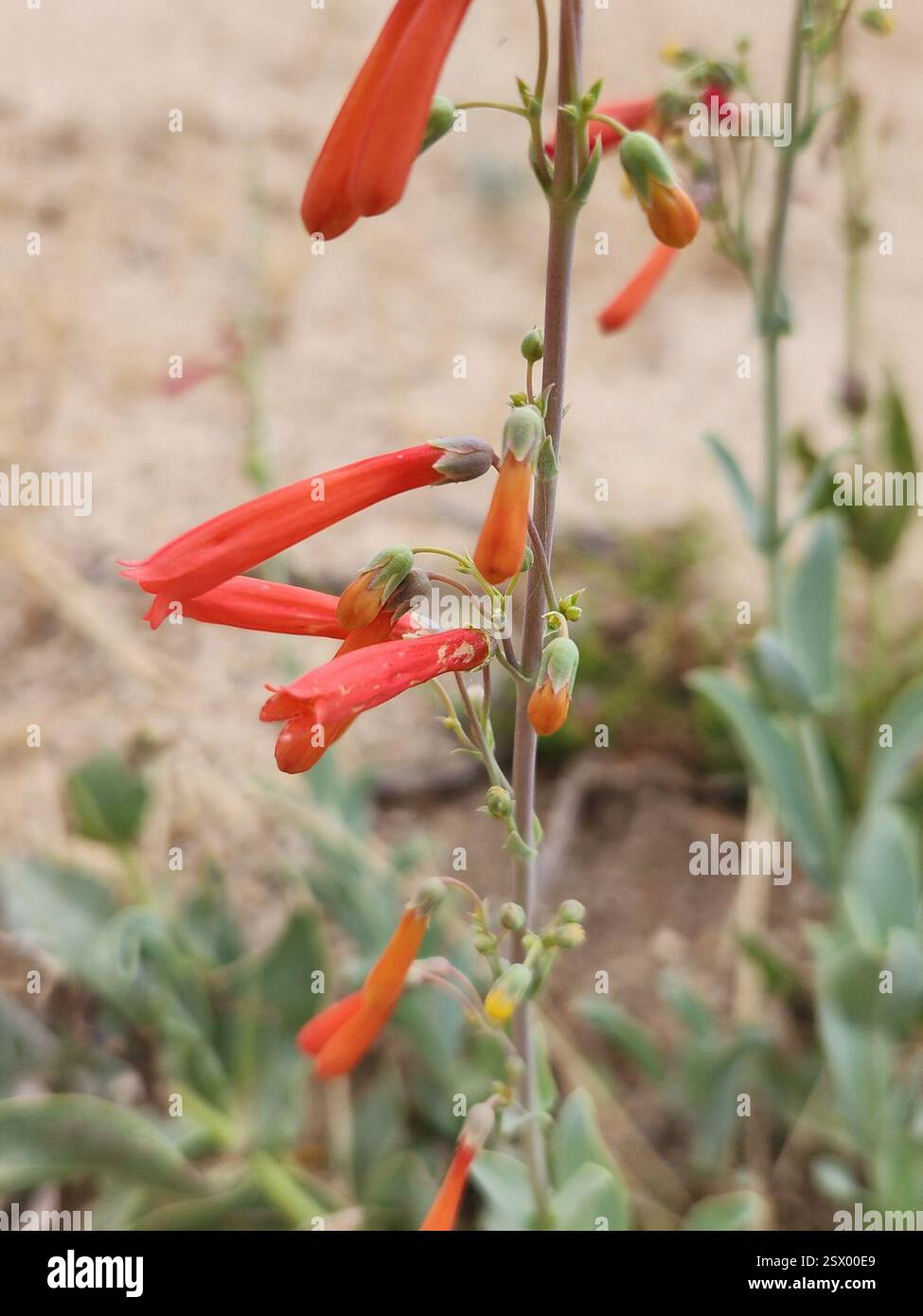 scarlet bugler (Penstemon centranthifolius), Plantae, Banning, CA 92220 ...