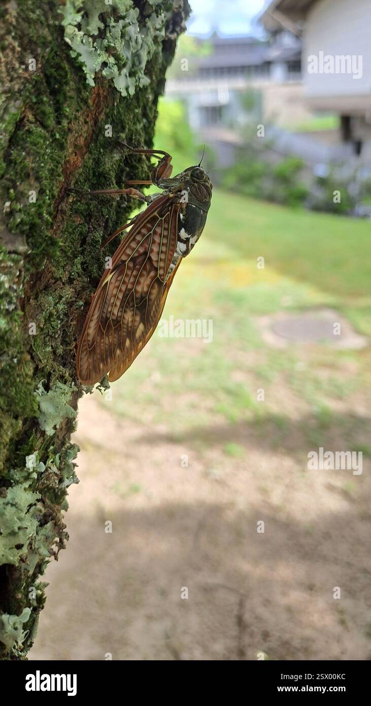 Large Brown Cicada (Graptopsaltria nigrofuscata), Insecta, 11 ...