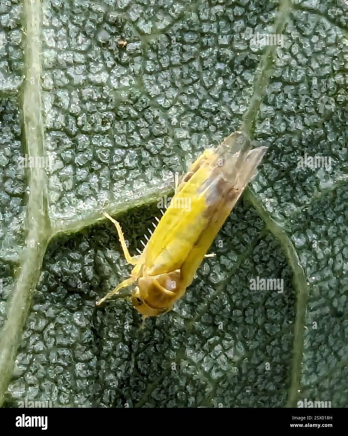 (Alebra), Insecta, Norfolk, England, GB Stock Photo - Alamy